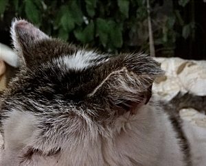 Das Blutohr oder OTHÄMATOM – Molly SAMTpfote