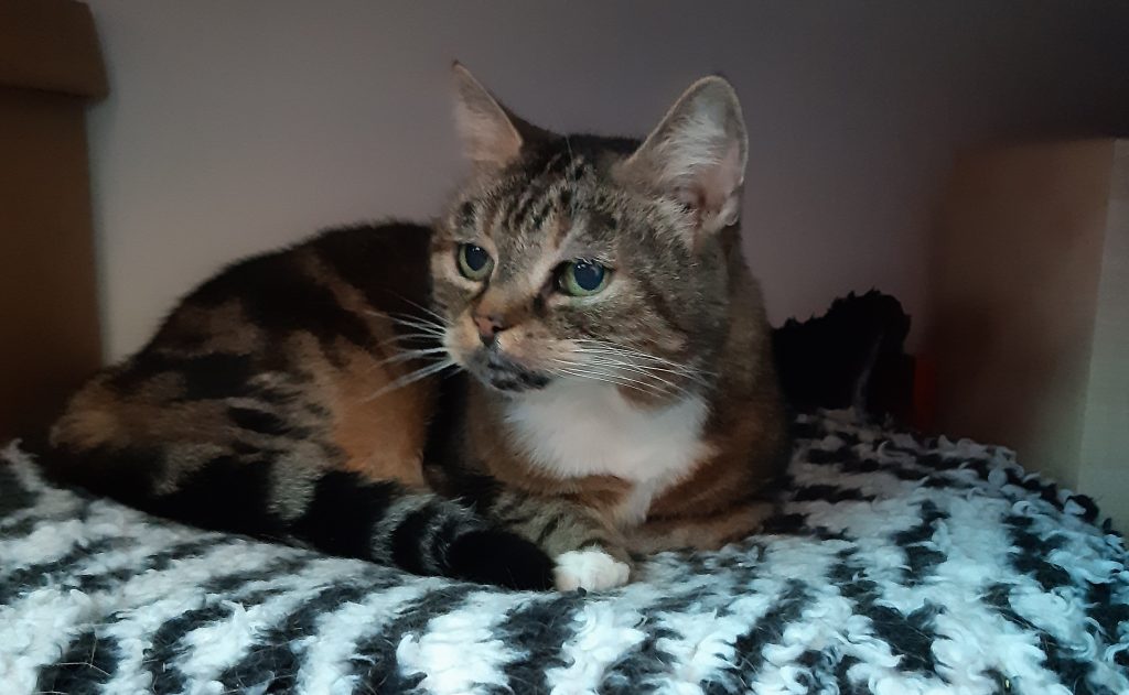 August 2020 – Molly SAMTpfote